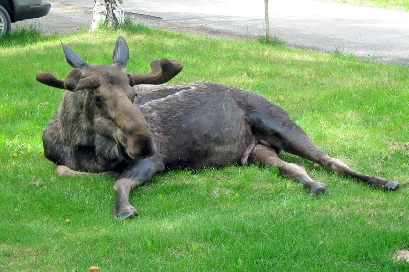 Moose / Elk Facts and Adaptations - Alces alces