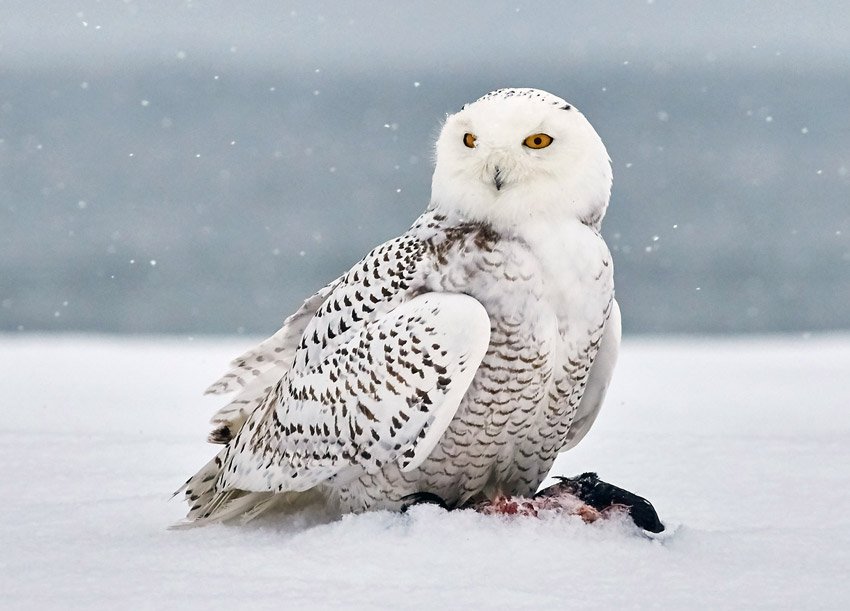 Snowy Owl Facts and Adaptations - Bubo scandiacus / scandiaca