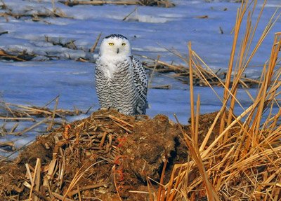 Snowy Owl Facts and Adaptations - Bubo scandiacus / scandiaca