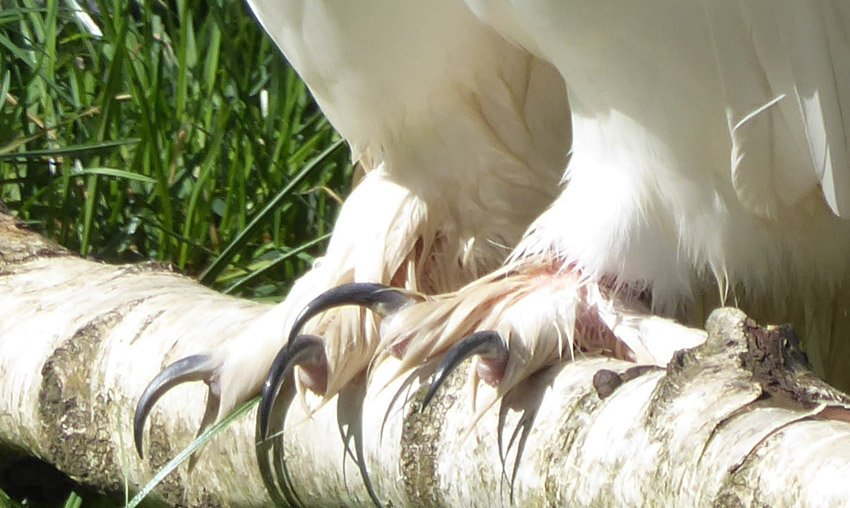 Snowy Owl Facts and Adaptations - Bubo scandiacus / scandiaca