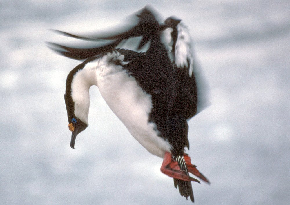 Blue Eyed Shag / Imperial Shag, Antarctica fact file birds