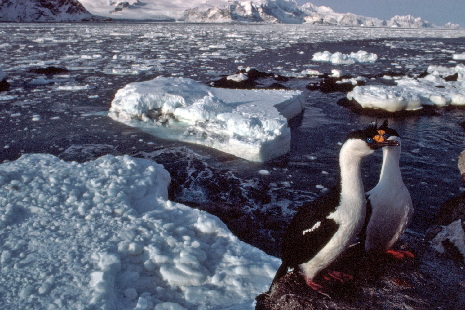 Blue Eyed Shag / Imperial Shag, Antarctica fact file birds