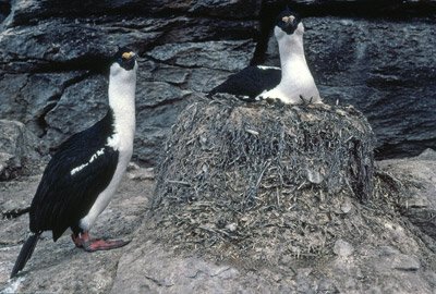 Blue Eyed Shag / Imperial Shag, Antarctica fact file birds