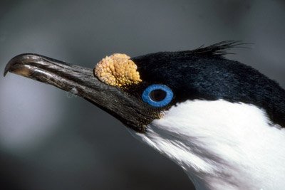 Blue Eyed Shag / Imperial Shag, Antarctica fact file birds