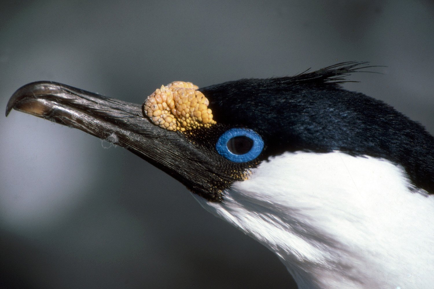 Blue Eyed Shag / Imperial Shag, Antarctica fact file birds
