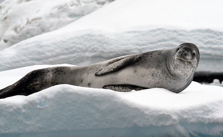 Leopard Seals - Hydrurga leptonyx - facts and pictures