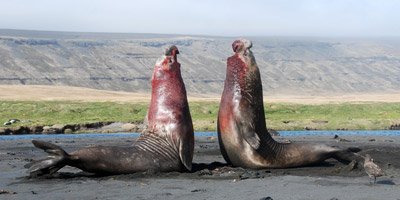 Southern Elephant Seals - Mirounga leonina - Antarctica fact file