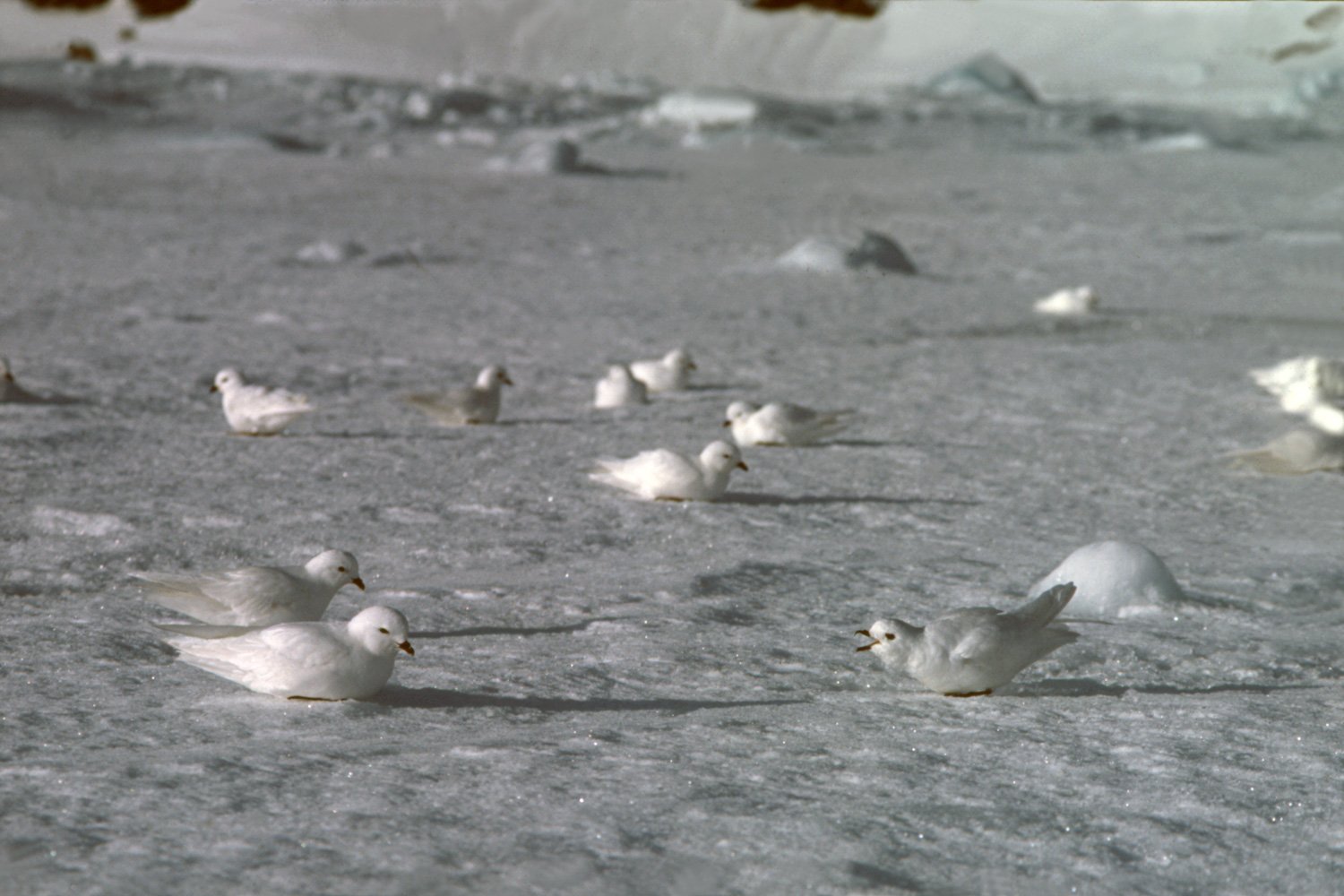 Snow Petrel - Pagadroma nivea - Arctic Travel Pictures