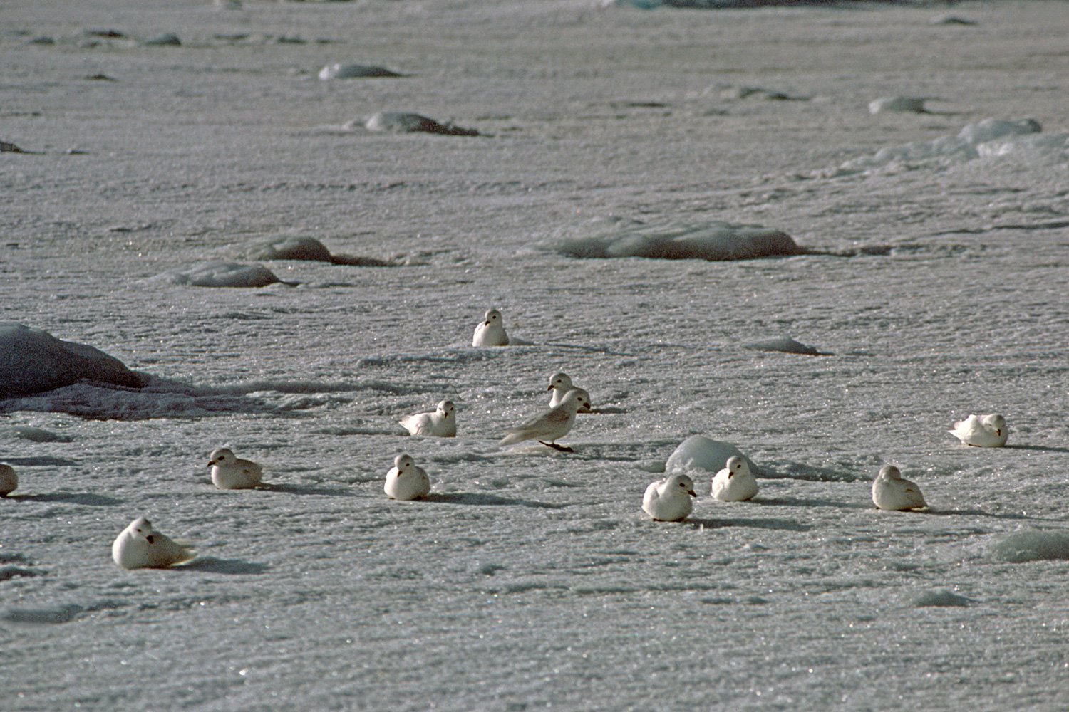 Snow Petrel - Pagadroma nivea - Arctic Travel Pictures